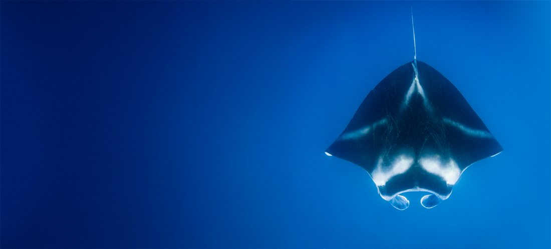 About Manta Manta Cares | Cancer is personal for our team